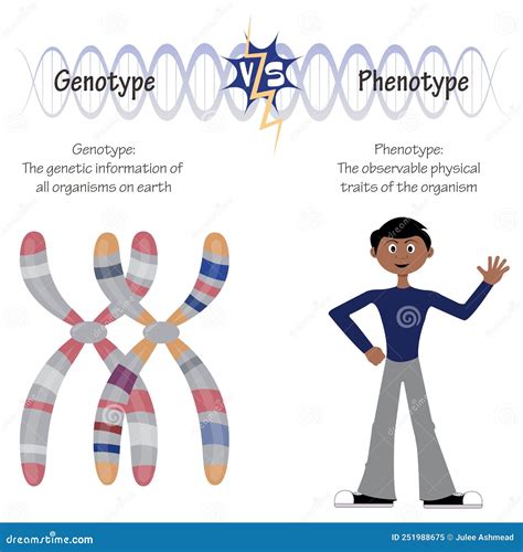 Phenotype Versus Genotype Stock Vector Illustration Of Code