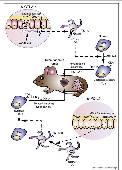 Figure From The Role Of Microbiota In Cancer Therapy Semantic Scholar
