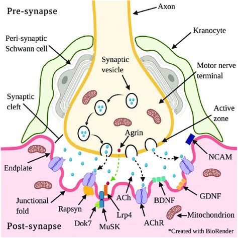 Neuromuscular Junction Architecture Including Relevant Pathways And