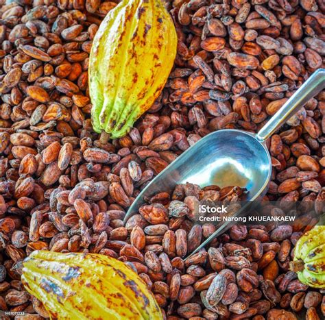 향기로운 갈색 코코아 콩과 코코아 씨앗 카카오 옐로우 익은 쇼콜라 원료를 배경으로 코코아 가루에 대한 스톡 사진 및 기타 이미지 코코아 가루 핫 초콜릿 코코아 콩