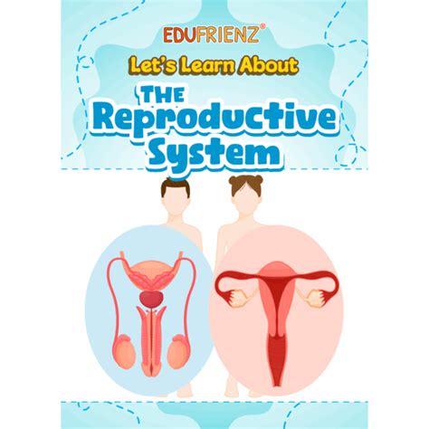 Understanding The Human Reproductive System