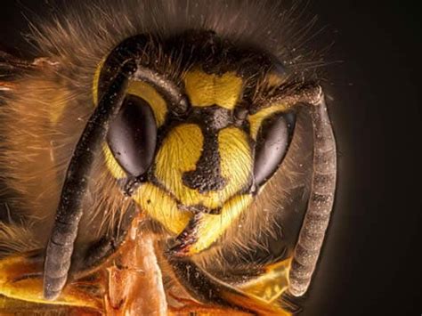Differences Between A Wasp And A Hornet