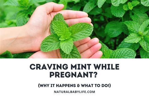 Craving Mint While Pregnant Why It Happens And What To Do