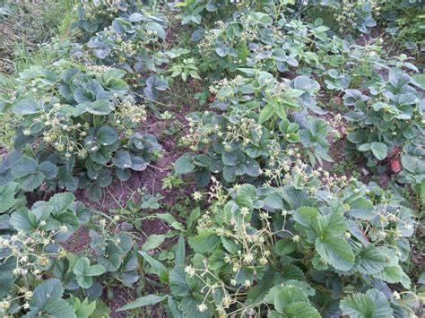 Выбираем и высеваем лучшие сидераты для клубники