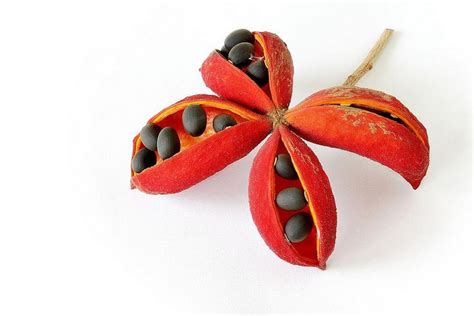 723 Best Seed Pods Images On Pinterest Plants Seed Pods And Seeds