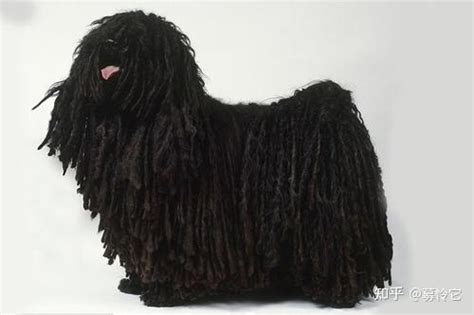 最丑狗狗品种排行榜，你知道哪些上榜了吗 知乎