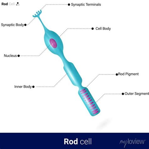 Structure Of Human Rod Cell Of Eye Involved In Vision Vector Posters