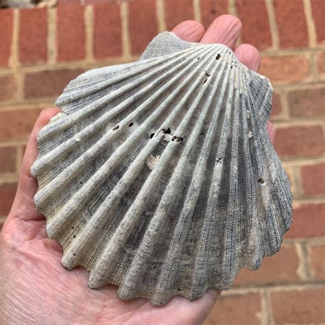Large Fossil Scallop Shell 46 Pelecypod Etsy