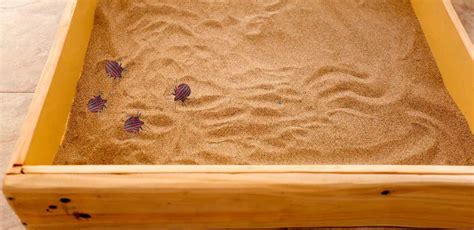 keep bugs out of sandbox this 1 trick will make it easy best