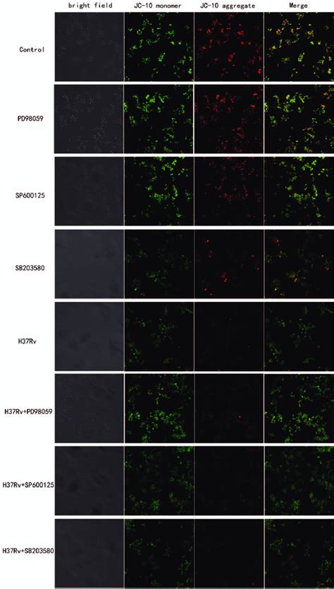 Inhibiting Mapk Signaling Pathway Induce Host Macrophage Mitochondrial