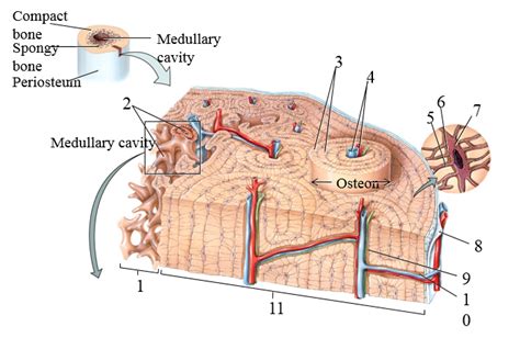 Bone Cross Section Diagram Quizlet
