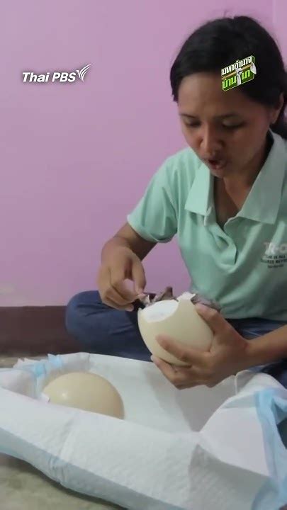 การฟักไข่นกกระจอกเทศ มหาอำนาจบ้านนา Shortsthaipbs Shorts Youtube