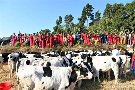 네팔로 날아간 한국 젖소 101마리퍼져가는 보은 머니투데이