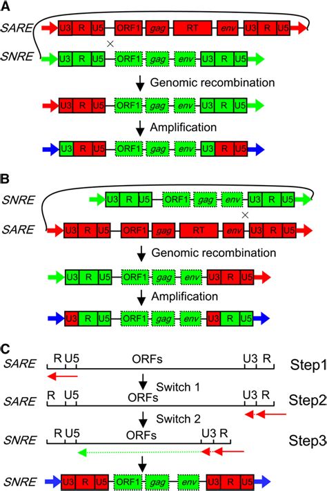 Models For Recombination Between Autonomous And Nonautonomous Elements