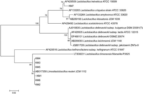 Phylogenetic Tree Constructed Based On Multiple Alignments Of 16s Rdna