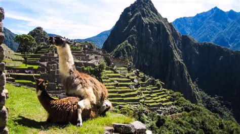 The Llama Song Llama Sex Dance Hurlingham Beta Youtube