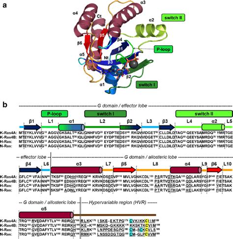 A The Main Structural Regions In Depicted On 3d Structure Of G Domain Download Scientific