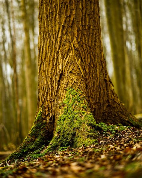 나무 줄기 이끼 Pixabay의 무료 사진 Pixabay