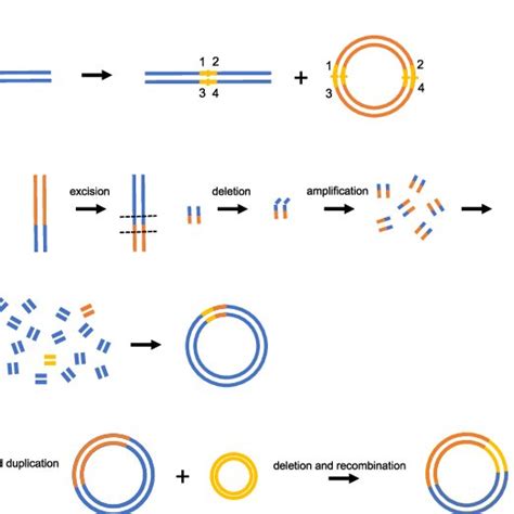 Structures Of Ecdna And Chrdna A The Nucleosomal Organization Of Download Scientific Diagram