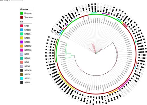Phylogenetic Tree Showing The Distribution Of Amr Genes And Sts Across