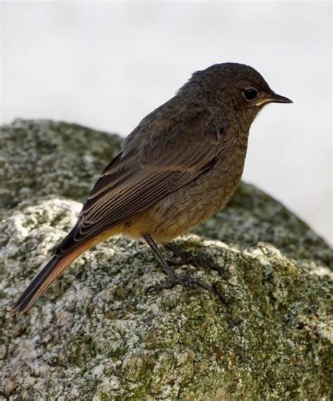 Птица с коричневым хвостом 83 фото