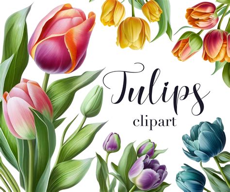 Tulip Clipart Tulip Png Watercolor Tulips Tulips Illustration