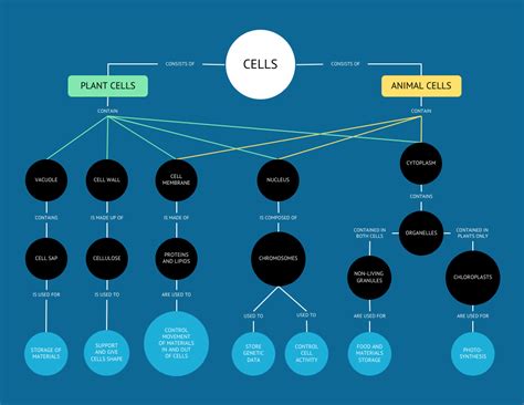 Energy In A Cell Concept Map Map