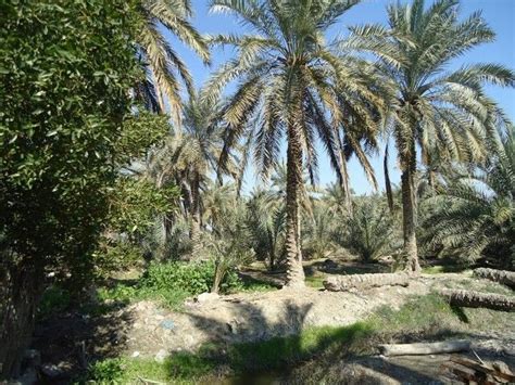 بساتين النخيل في جنوب العراق