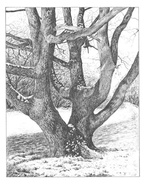 How To Draw An Oak Tree In The Snow Artists Illustrators