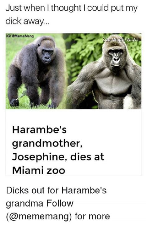 20 Best Dicks Out For Harambe Memes On The Internet Yourtango