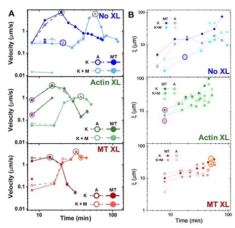 Reconstituting And Characterizing Actin Microtubule Composites With Tunable Motor Driven