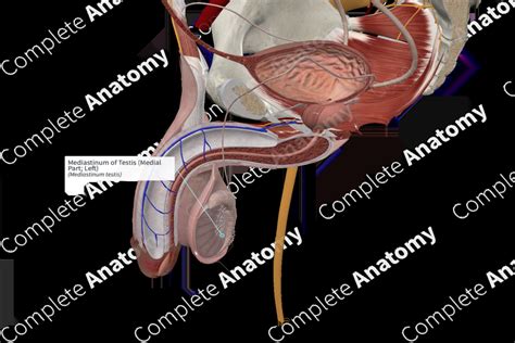 Mediastinum Of Testis Medial Part Left Complete Anatomy