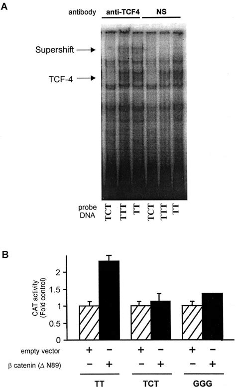 Identification Of A Tcf4 Binding Site In The Id2 Promoter A Download Scientific Diagram