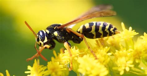 scientists name 22 new wasp species including han solo and catwoman