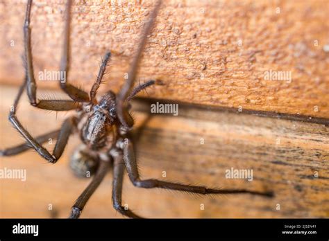 Tegenaria Domestica Commonly Known As The Barn Funnel Weaver In North America And The Domestic