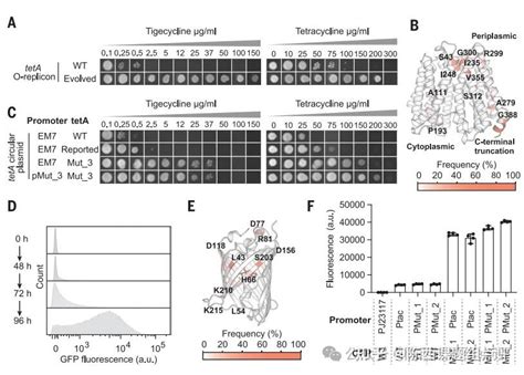 Science【前沿】 建立一个合成的正交复制系统加速在大肠杆菌内的进化 知乎