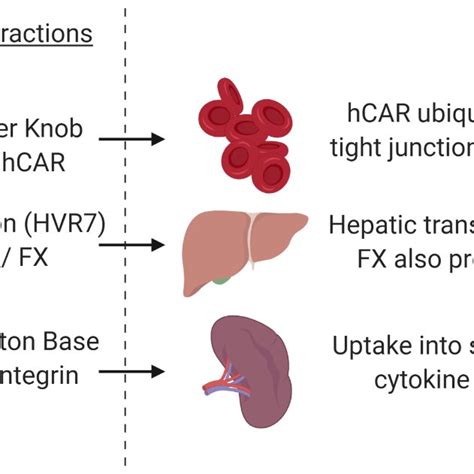 Adenovirus Replication Cycle 1 Virus Attachment To Receptors On The Download Scientific