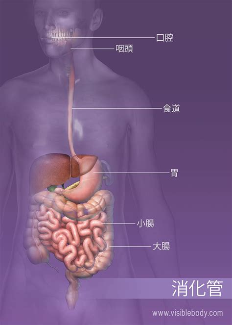 消化器系