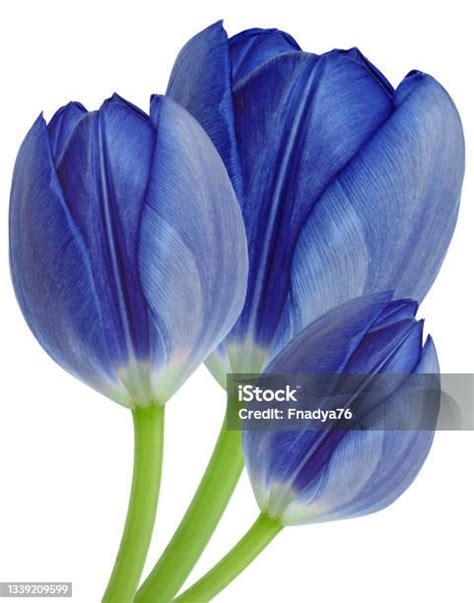 흰색 배경에 고립 된 파란색 튤립 꽃 클로즈업 녹색 줄기에 꽃 싹 디자인용 자연 꽃 한송이에 대한 스톡 사진 및 기타 이미지 꽃 한송이 튤립 파란색 Istock