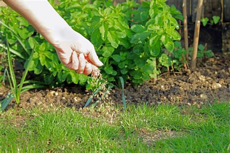 Hoeveel Graszaad Heb Je Nodig Wij Vertellen Het Je Graszaaddirect