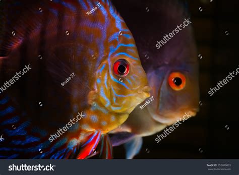Identify Male And Female Discus Fish At Seth Reynolds Blog