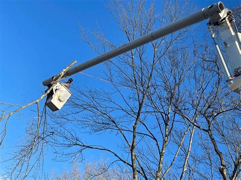Why Tree Pruning Is Essential For Tree Health And Safety