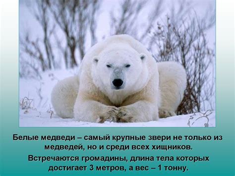 «Животные Красной Книги Белый медведь презентация онлайн