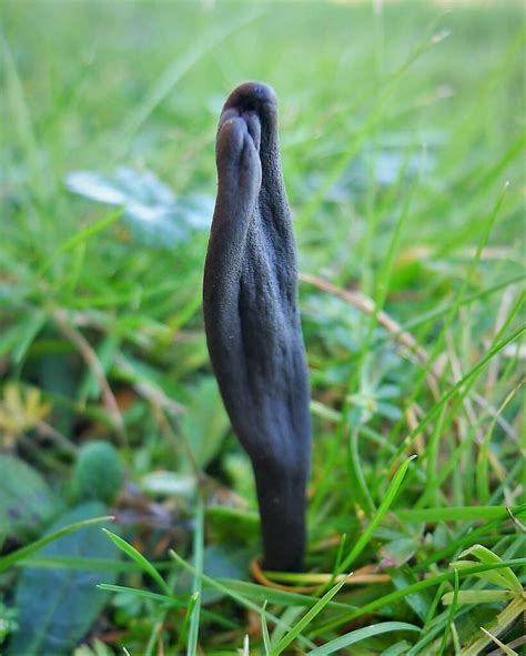 19 Black Mushrooms And Fungi Identification And Edibility