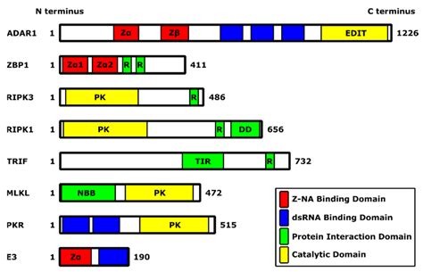 Schematic Of Functional Domains Present In Proteins Described In This Download Scientific