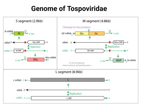 Tomato Spotted Wilt Virus Tswv Structure Symptoms Diseases