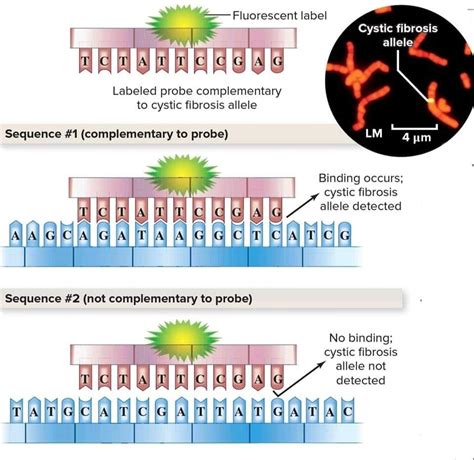 Hanaa Fayed On Linkedin Dna Probe ‼️ A Dna Probe Is A Labeled Piece Of