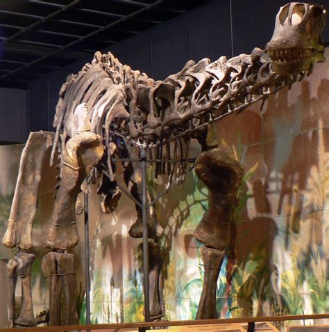 Haplocanthosaurus Delfsi Dinosauria Saurischia Sauropodomorpha
