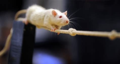 Positive Reinforcement Leads To A Record Setting Rat
