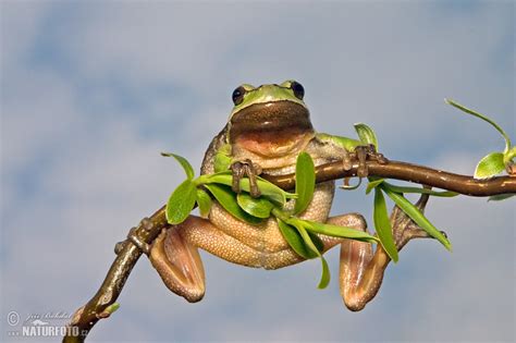 Amfibier Fotografi, Bilder